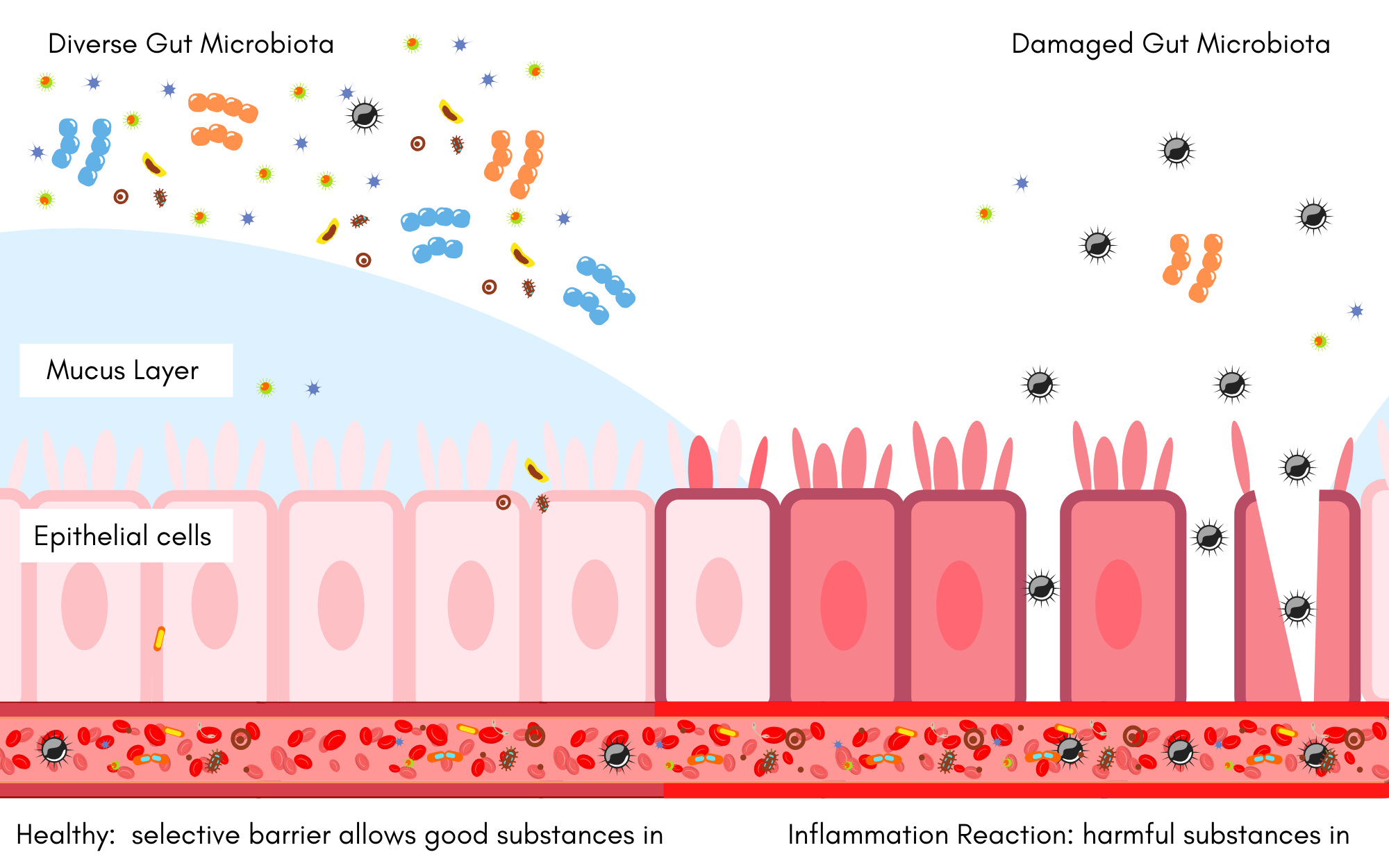 Balancing the Immune System With Pre and Probiotics - Renadyl™