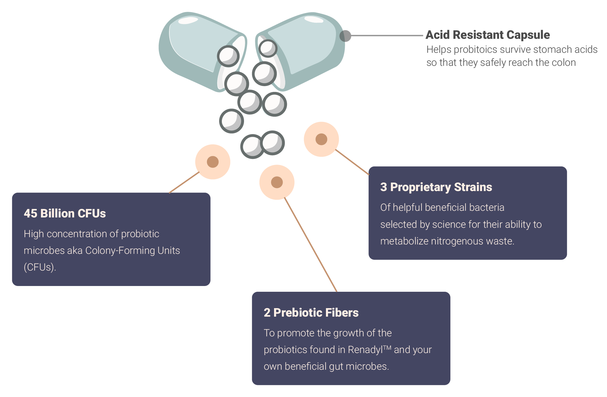 Probiotic Supplements for Chronic Kidney Problems - Renadyl™